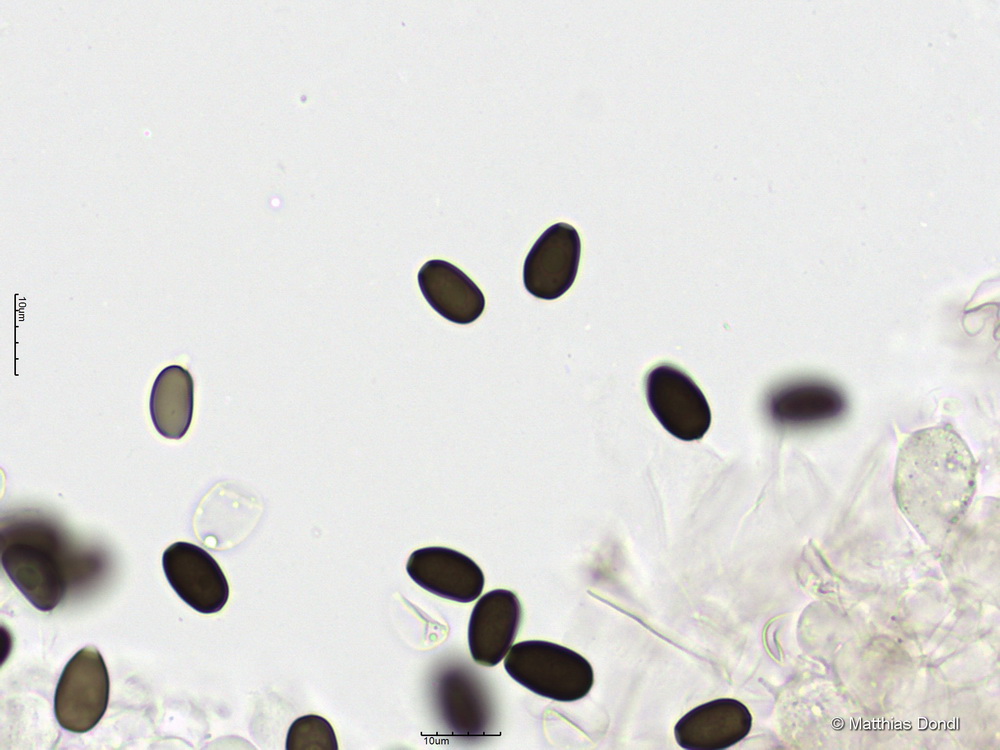 Psathyrella fusca (Schumach.) A. Pearson