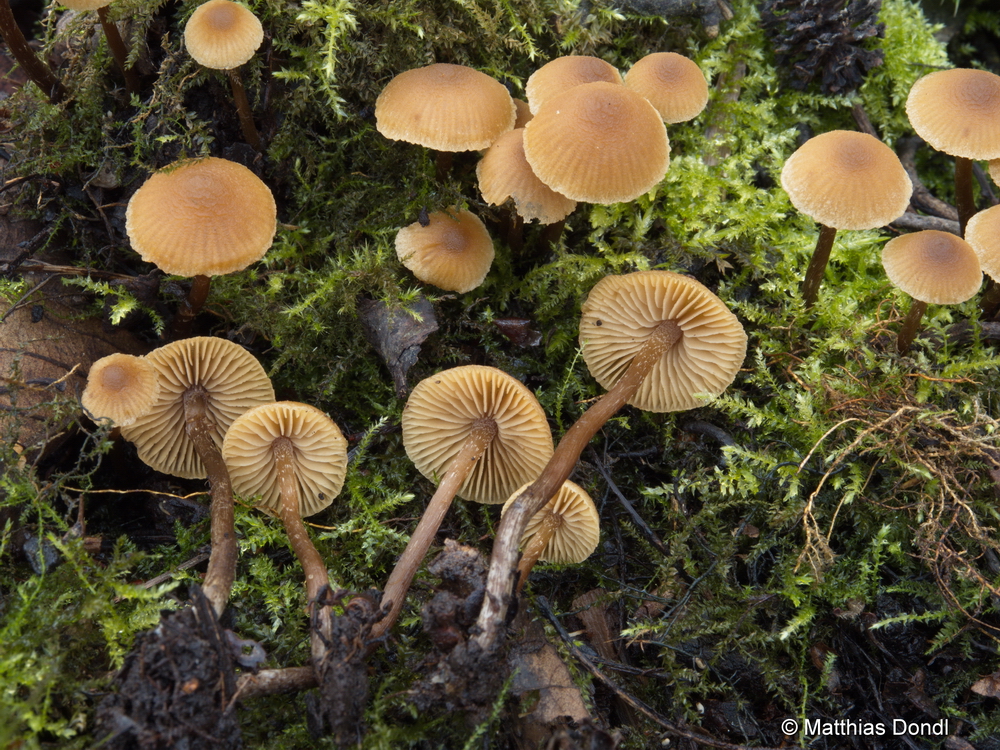 Naucoria striatula P.D. Orton