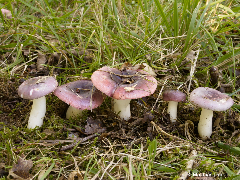 Russula fragilis (Pers.: Fr.) Fr.