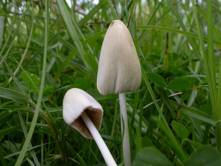 Conocybe lactea Bild 3